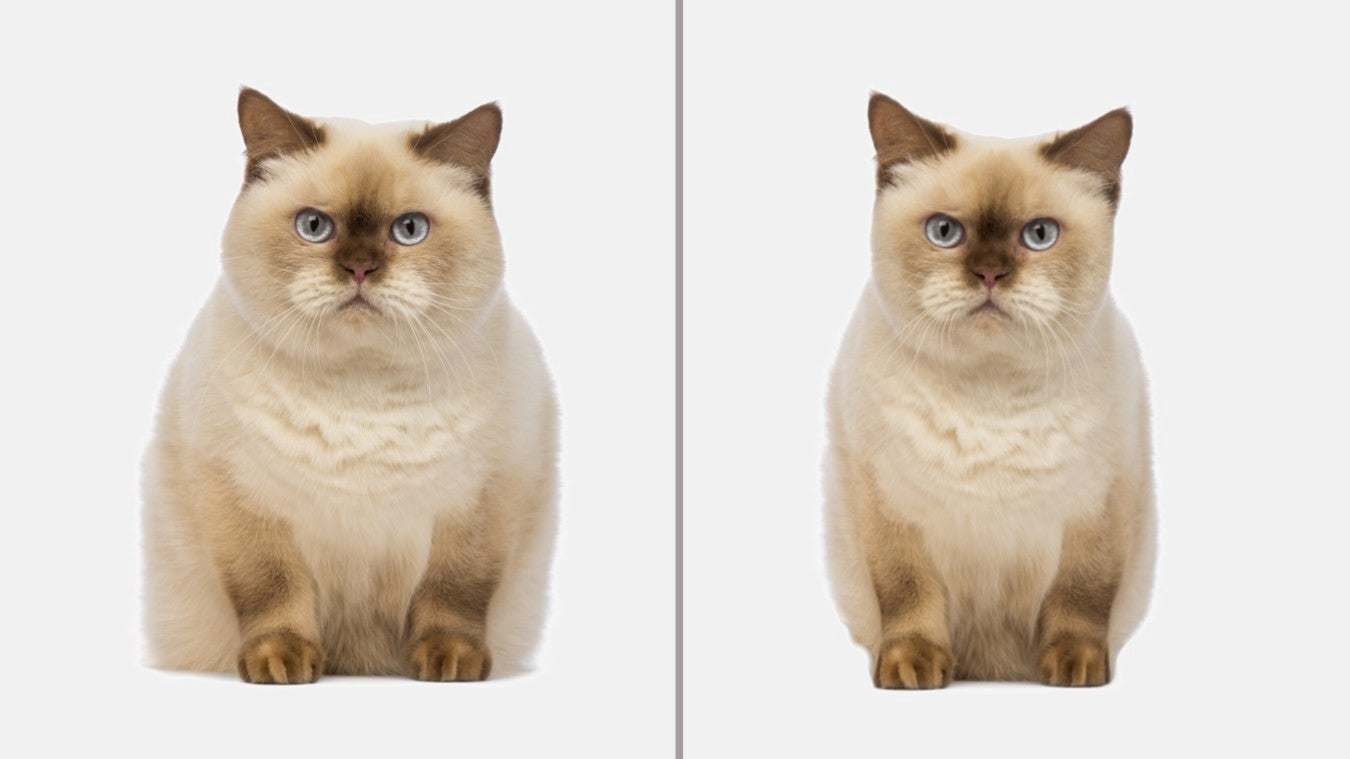 Precios | BeFunky Plus: Edición de Fotos y Diseño Gráfico Prémium