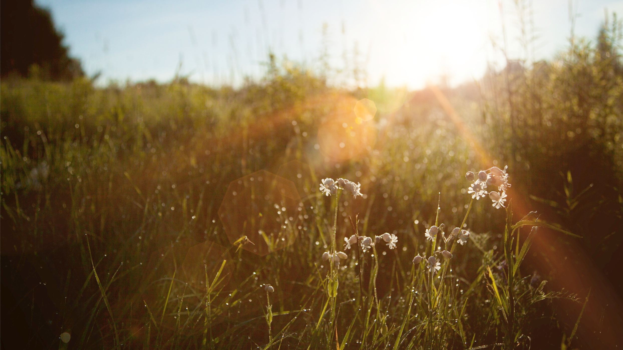 Precios | BeFunky Plus: Edición de Fotos y Diseño Gráfico Prémium