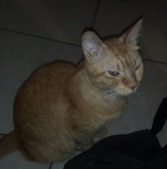 This is a very scared cat. It... by joelfr_2015 | BeFunky Photo Editor