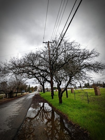 Trees on my stree... by CaseyMcClainPhotography | BeFunky Photo Editor