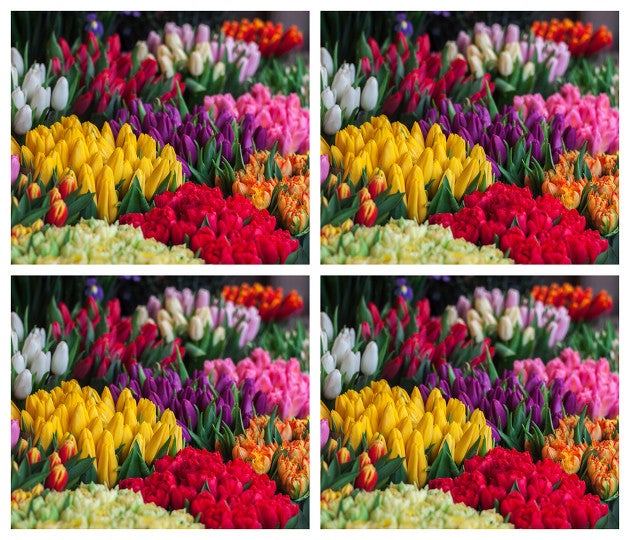 testing flowers by francescarter | BeFunky Photo Editor