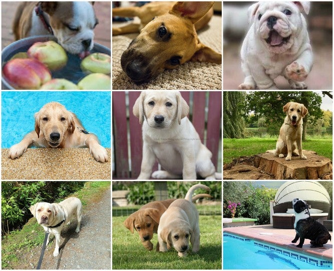 cutest thing ever!!=)@callog... by aleenaahamad | BeFunky Photo Editor