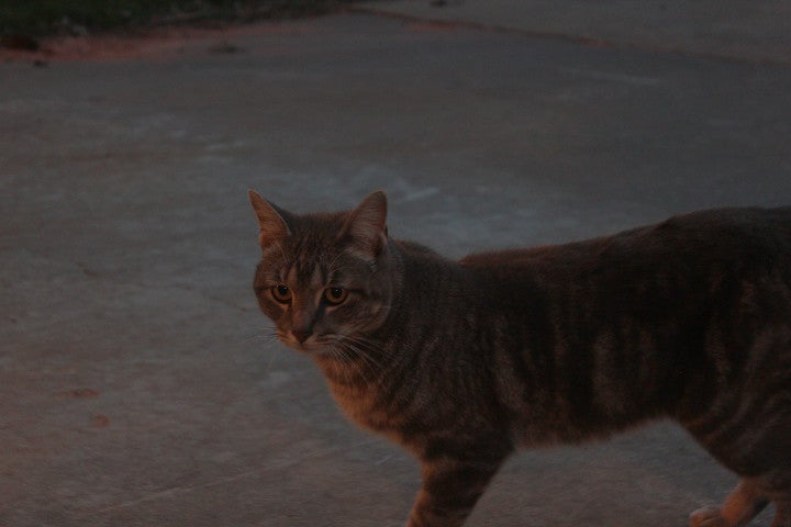 This cat is sooo cute. by colorsart123 | BeFunky Photo Editor