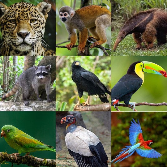 SELVA HUMEDA by cervmona | BeFunky Photo Editor