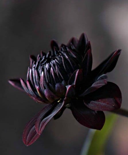 Photo by Elizabeth Dusza | BeFunky Photo Editor