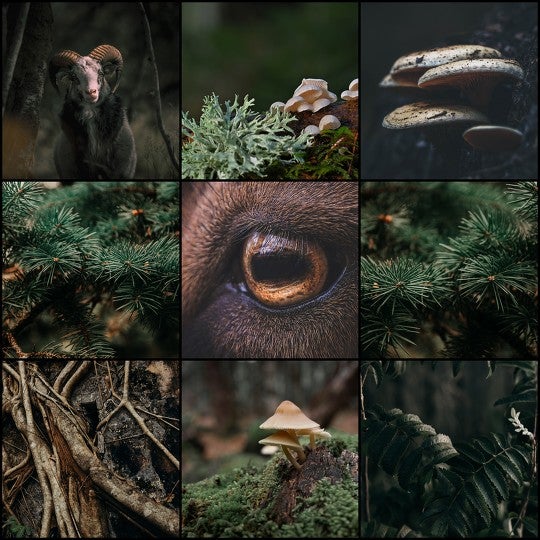 Prin Aran by LaDomna | BeFunky Photo Editor