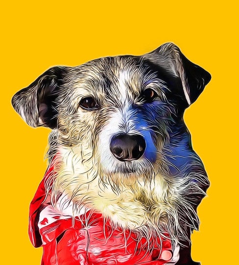 Get your own free pet portrait... by catmarch | BeFunky Photo Editor