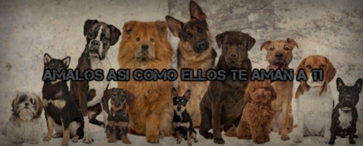 que tengan un dia guau | BeFunky Photo Editor