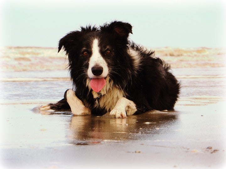 Photo Of The Day: Chippie The Dog | Learn BeFunky