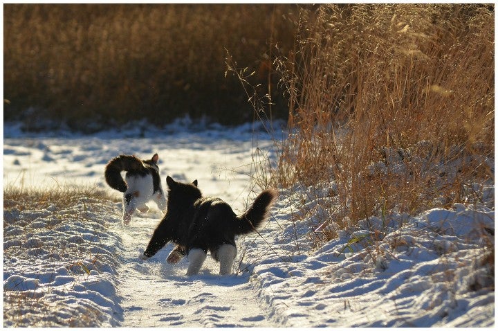 Photo Of The Day: Speedy Kitties | Learn BeFunky