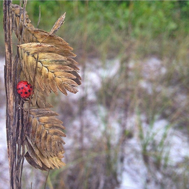 Photo Of The Day: Beach Ladybug | Learn BeFunky