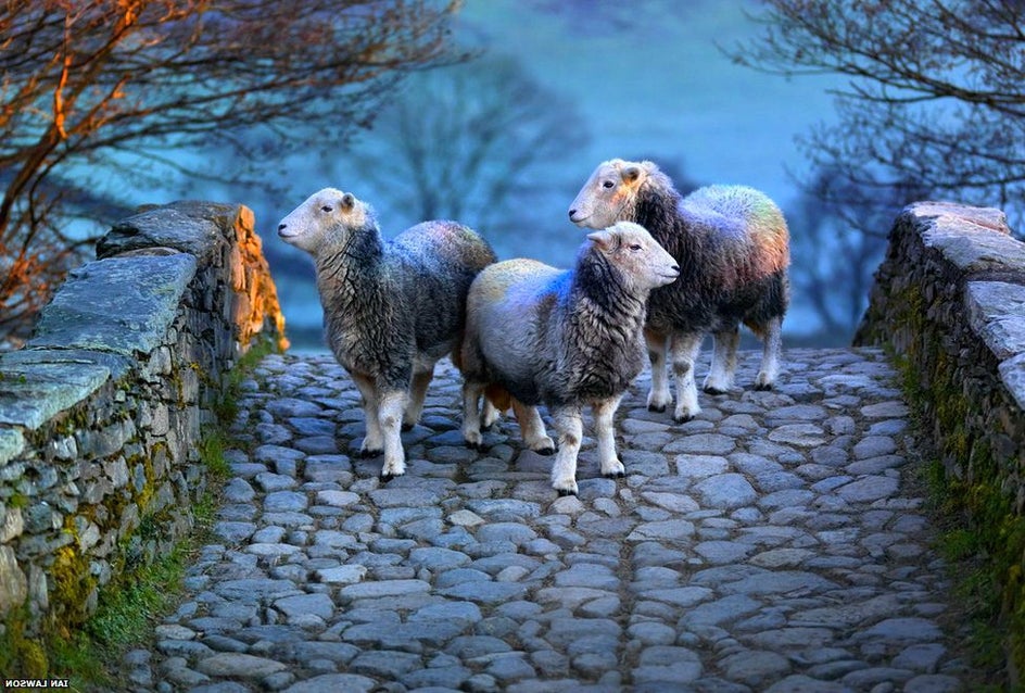 Photo Of The Day: Beautiful Sheep | Learn BeFunky