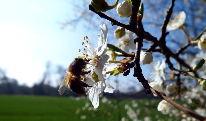 Photo Of The Day: Spring Has Sprung | Learn BeFunky