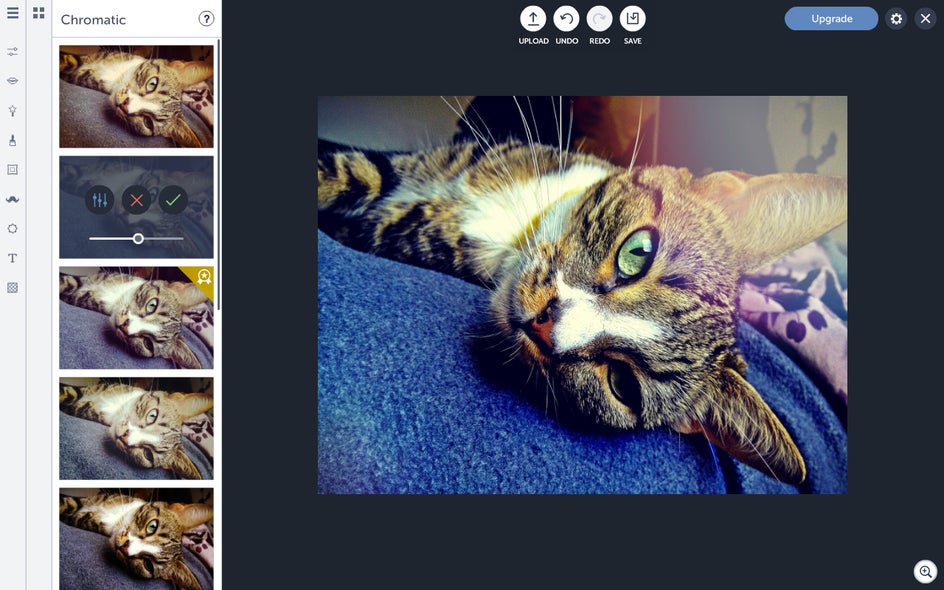 Tips for Editing Your Caturday Photos | Learn BeFunky