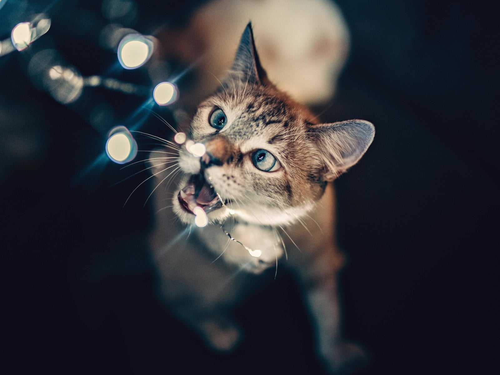 5 Low-Cost Cat Photoshoot Ideas for Your Feline Friends | Learn BeFunky