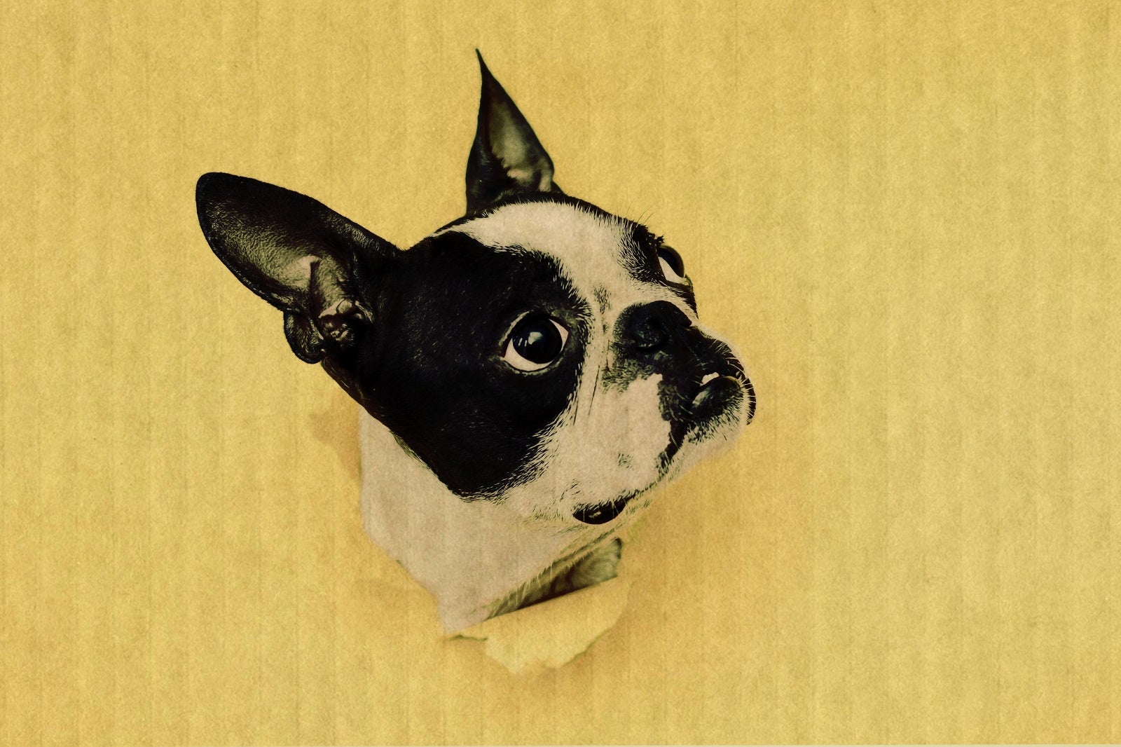 The Best Artsy Effects For Turning Photos To Sketches | Learn BeFunky