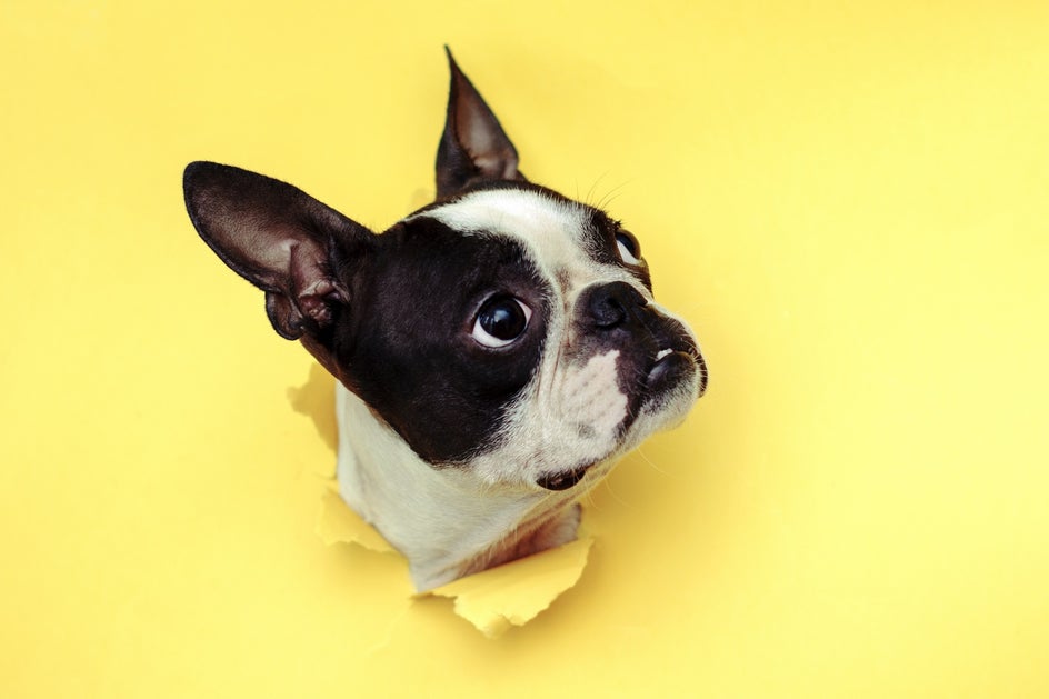 The Best Artsy Effects For Turning Photos To Sketches | Learn BeFunky