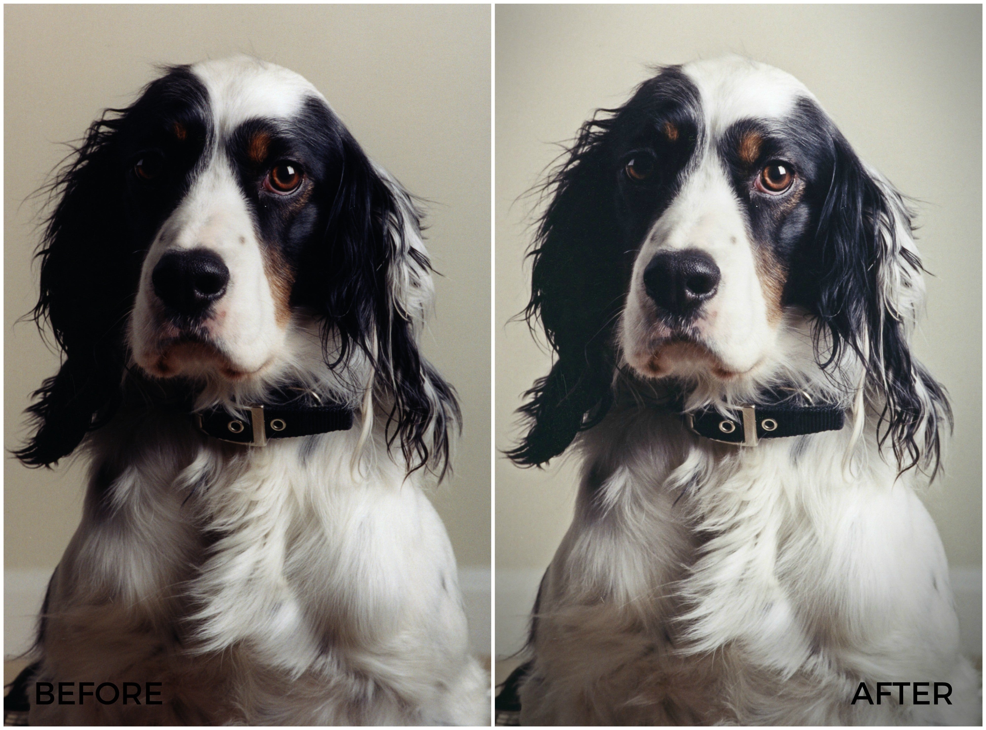 Expert Tips On The Art Of Pet Photography | Learn BeFunky
