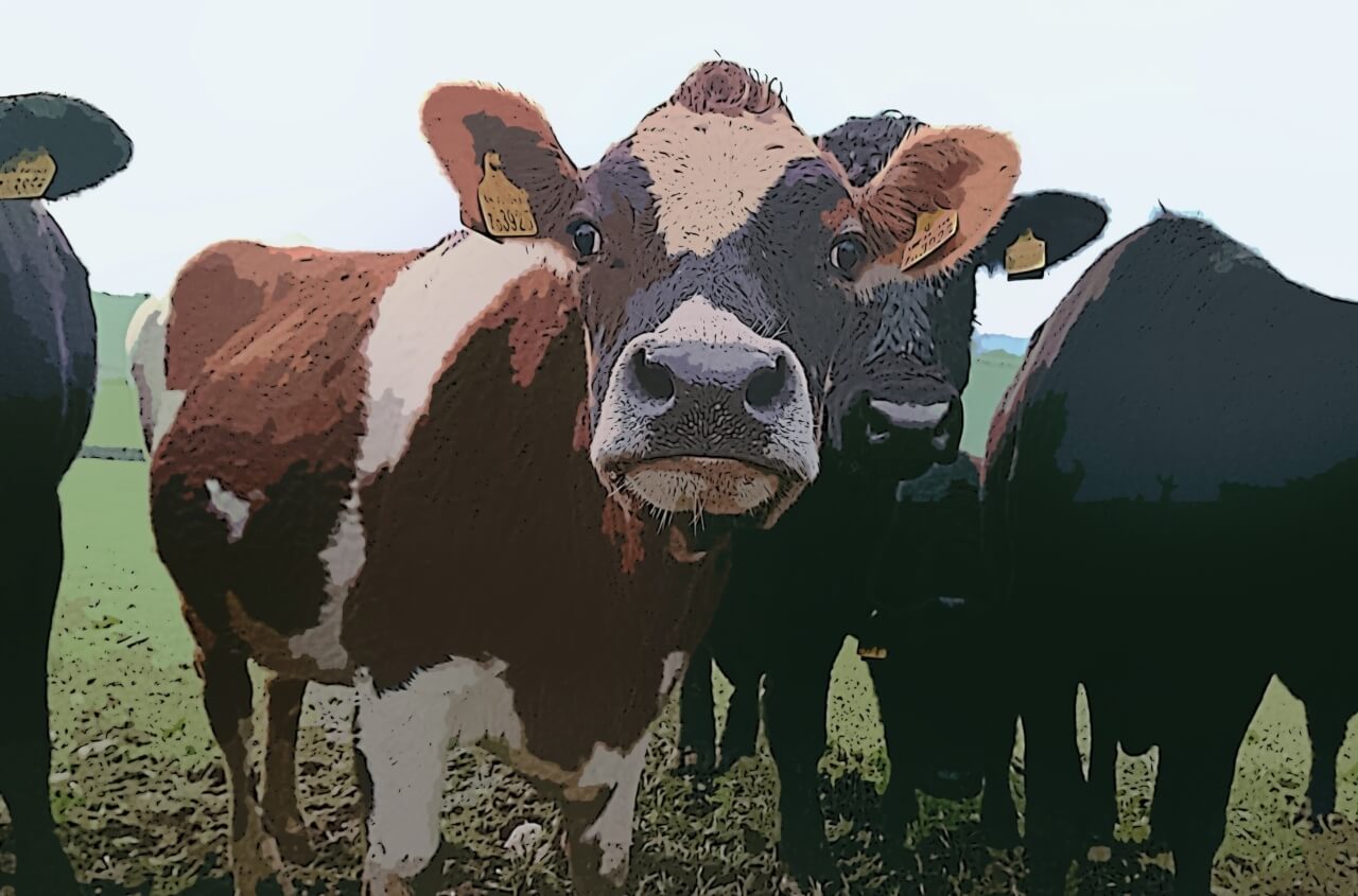 How to Turn Your Favorite Photos Into Cartoons | Learn BeFunky