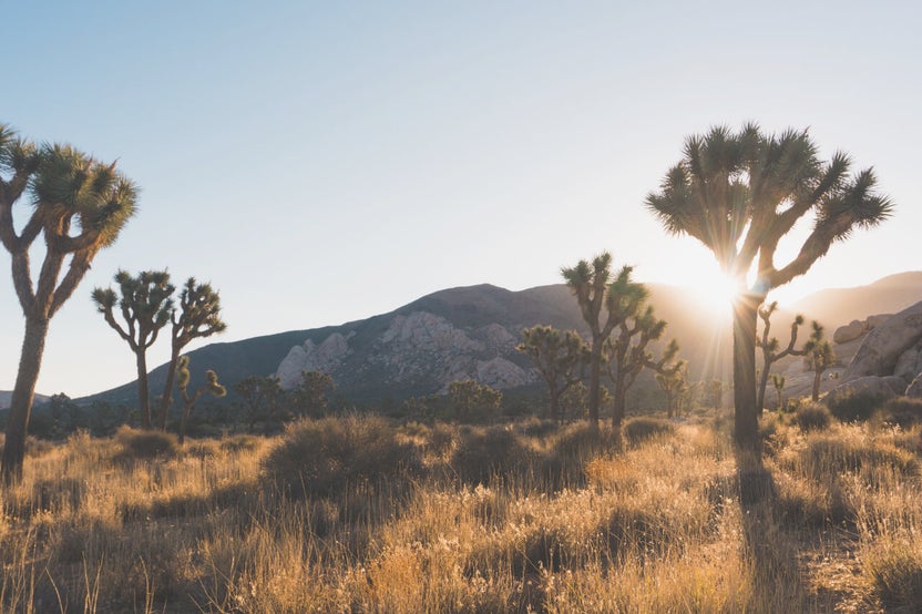 Adding A Matte Photo Effect With The Levels Tool | Learn BeFunky