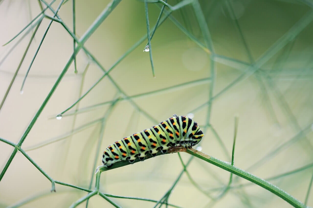 3 Ways to Blur the Background of Your Photos | Learn BeFunky