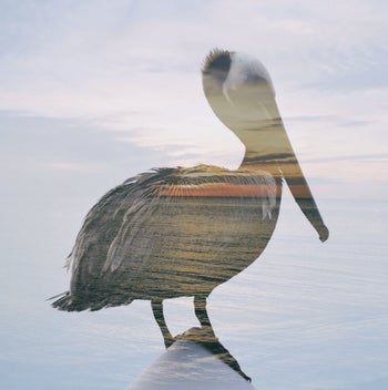 Everything You Need to Know to Create the Perfect Double Exposure ...