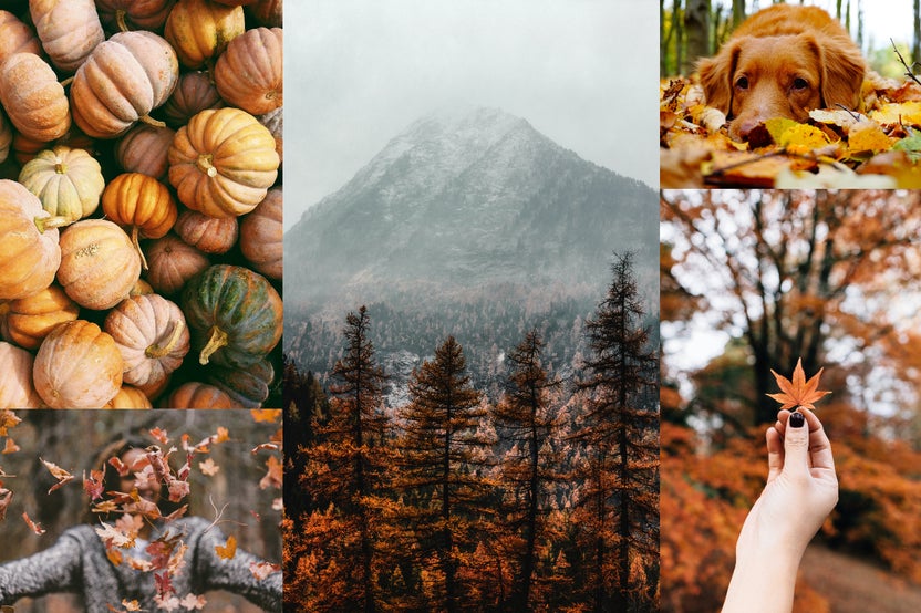 Organize Your Fall Photos Into the Perfect Collage with our Collage ...