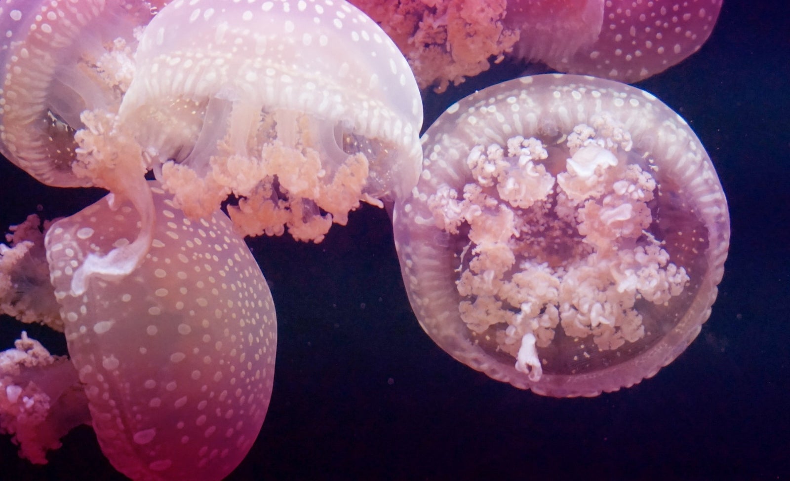 How to Turn Your Favorite Photos Into Cartoons | Learn BeFunky