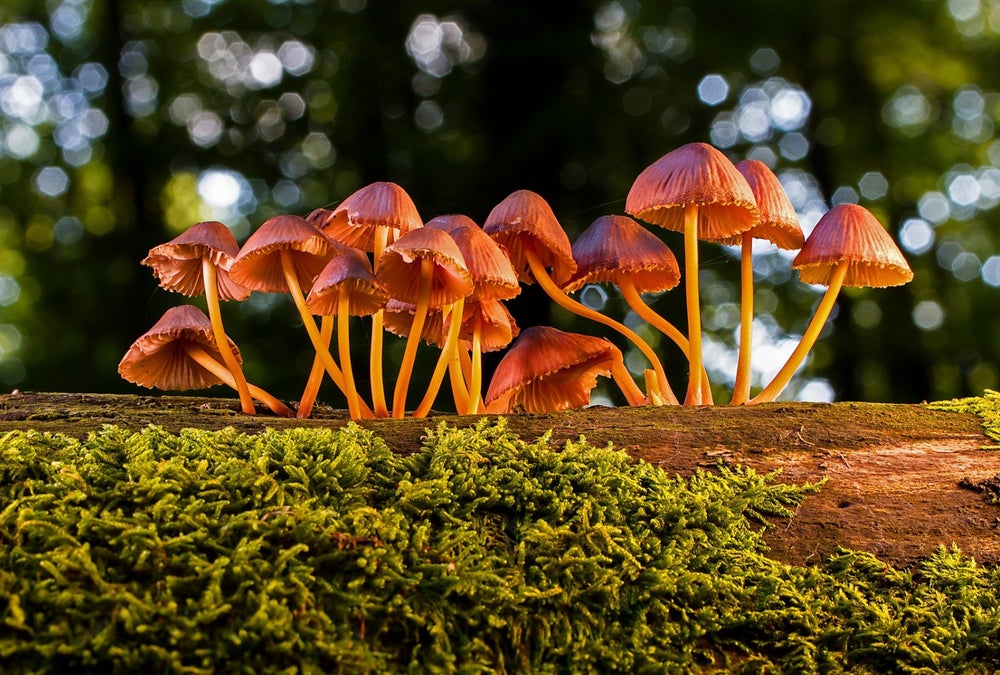 The Easiest Way to Go From Photo to Art | Learn BeFunky