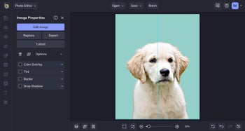 How to Make a Digital Pet Portrait | Learn BeFunky