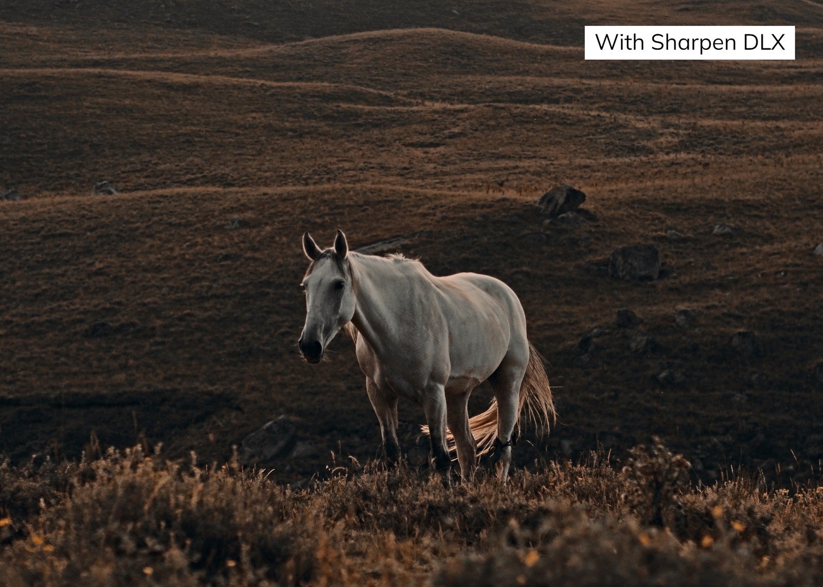 How to Enhance a Photo With Sharpen DLX | Learn BeFunky