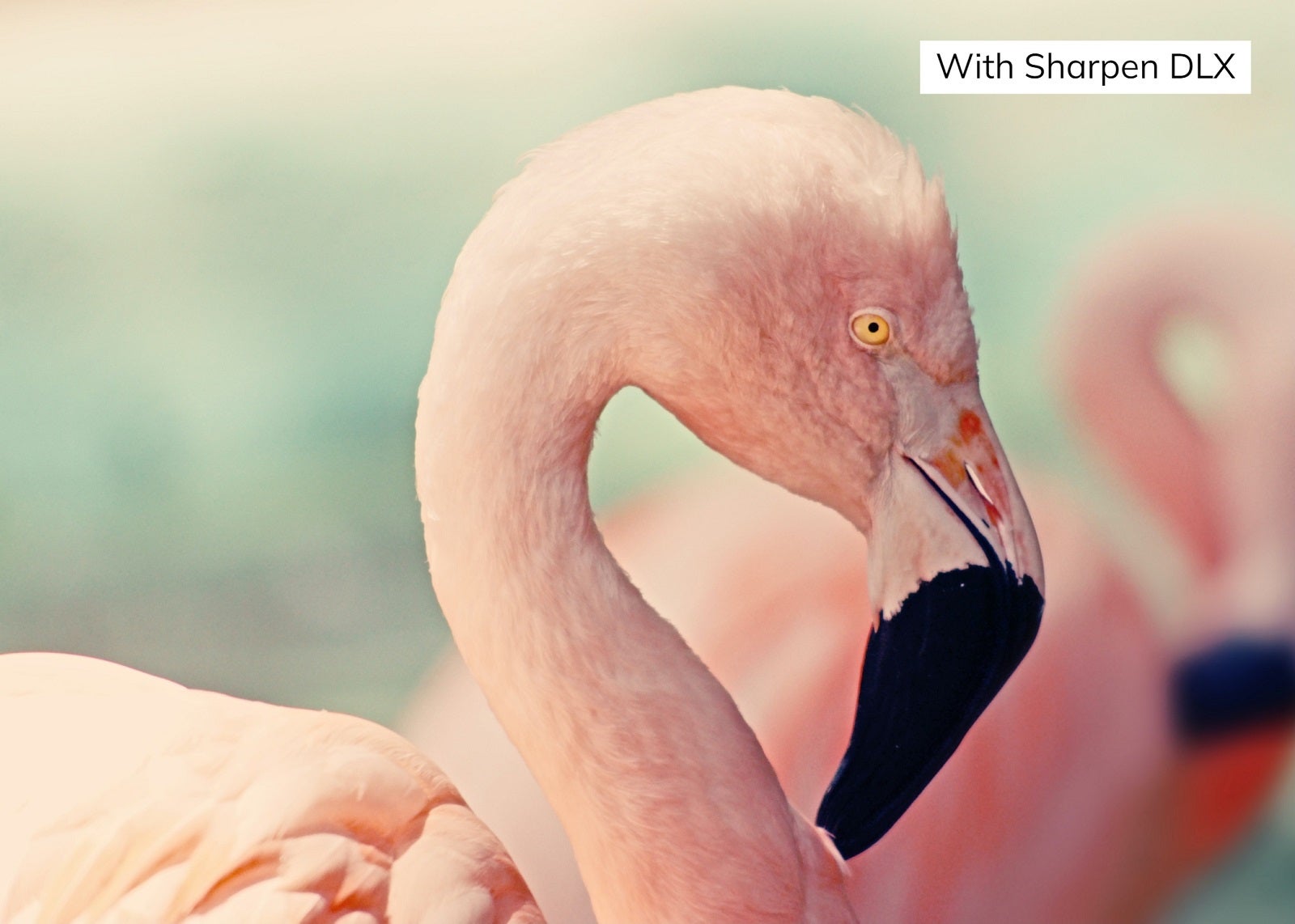 How to Enhance a Photo With Sharpen DLX | Learn BeFunky