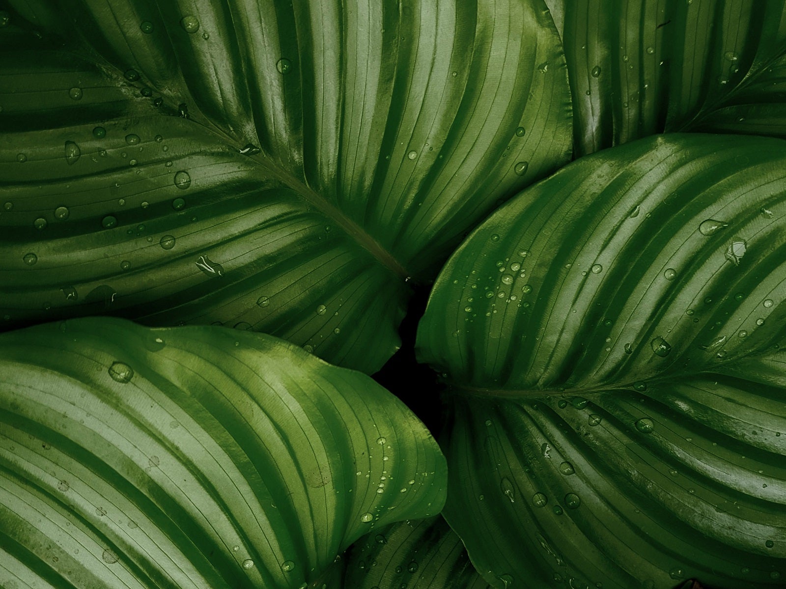 5 Garden Photography Tips for Showing Off Your Green Thumb | Learn BeFunky