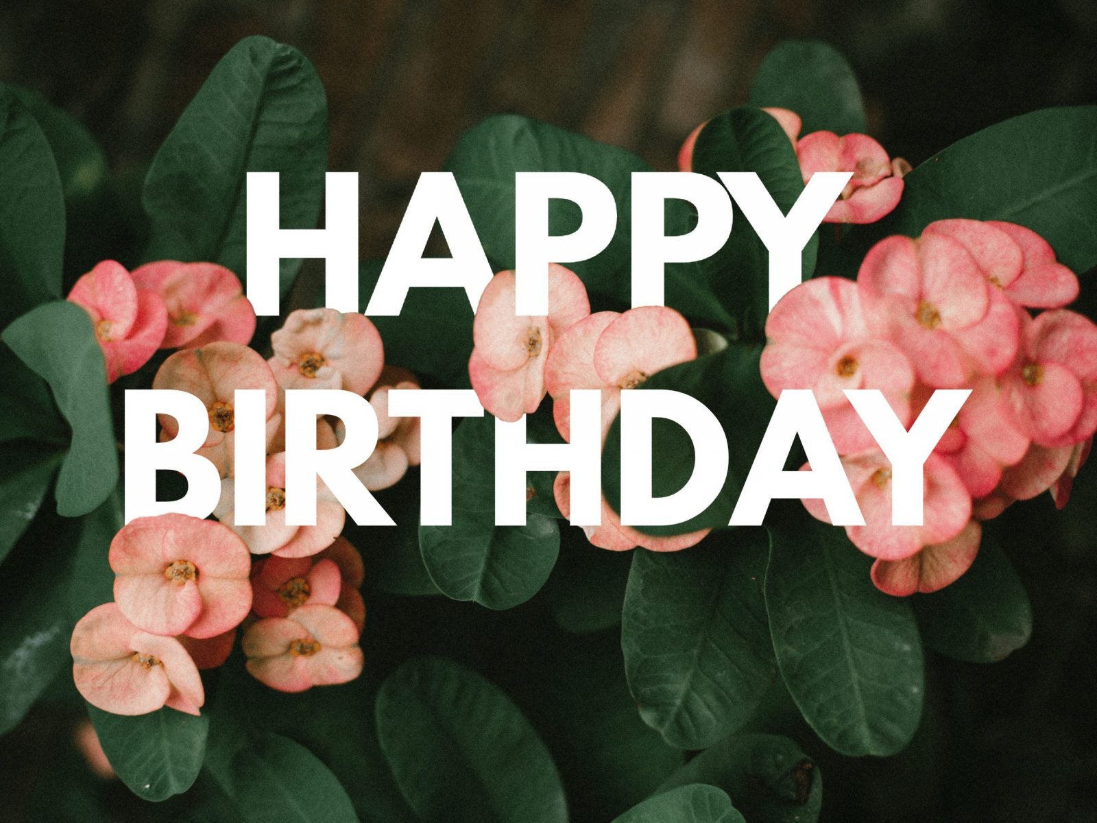 How to Create a Floral Typography Design | Learn BeFunky