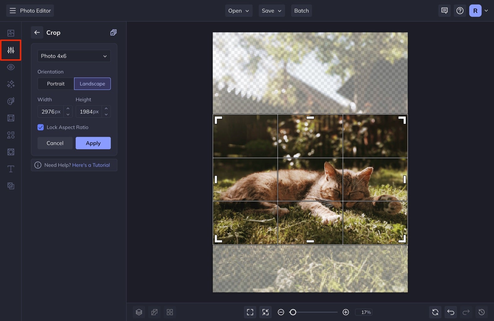 How to Photograph and Edit Your Cat Photos | Learn BeFunky