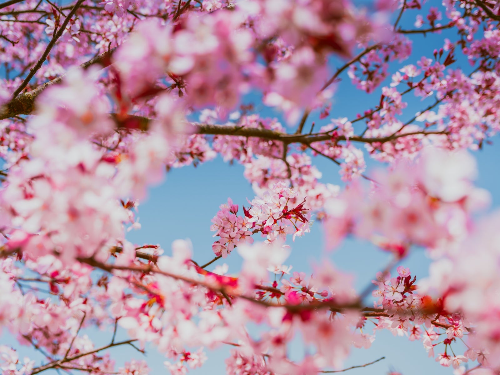 Spring Trees Photography