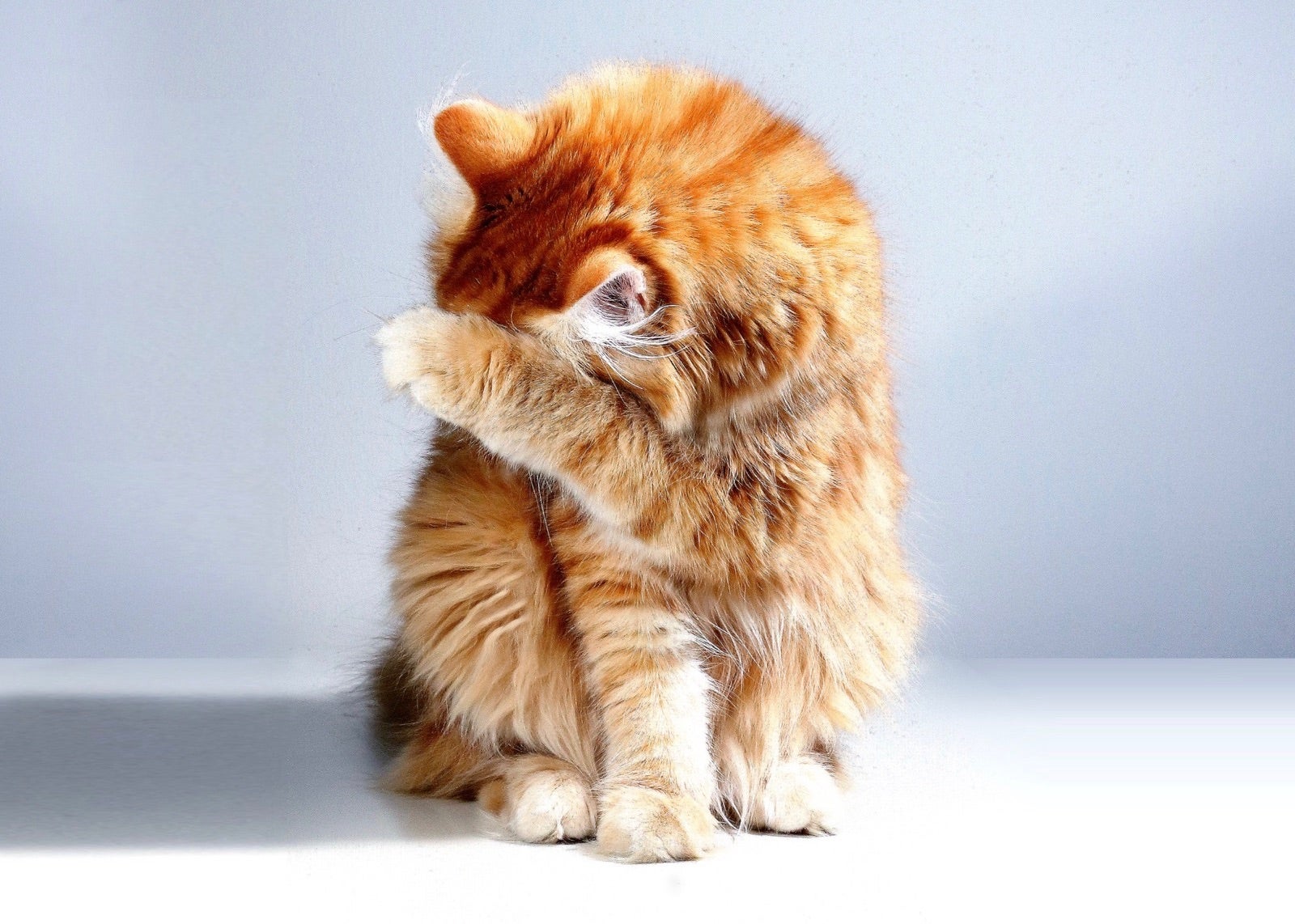 5 Low-Cost Cat Photoshoot Ideas for Your Feline Friends | Learn BeFunky