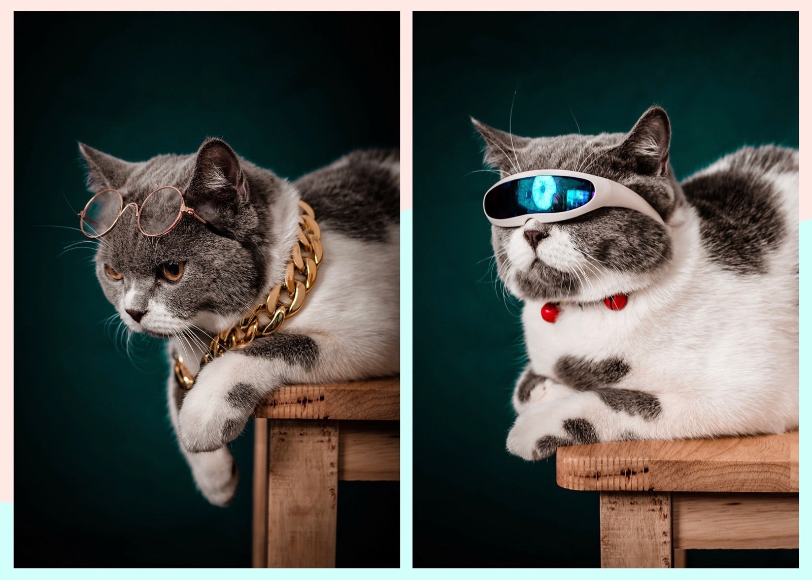 5 Low-Cost Cat Photoshoot Ideas for Your Feline Friends | Learn BeFunky