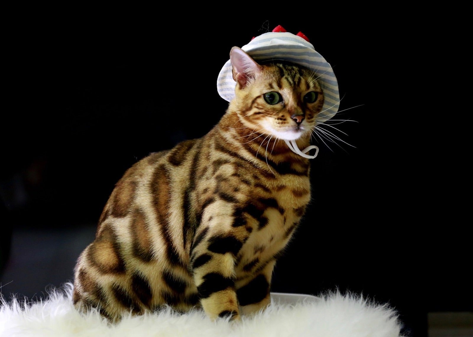 5 Low-Cost Cat Photoshoot Ideas for Your Feline Friends | Learn BeFunky