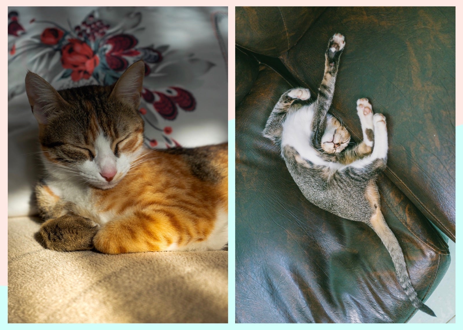 5 Low-Cost Cat Photoshoot Ideas for Your Feline Friends | Learn BeFunky