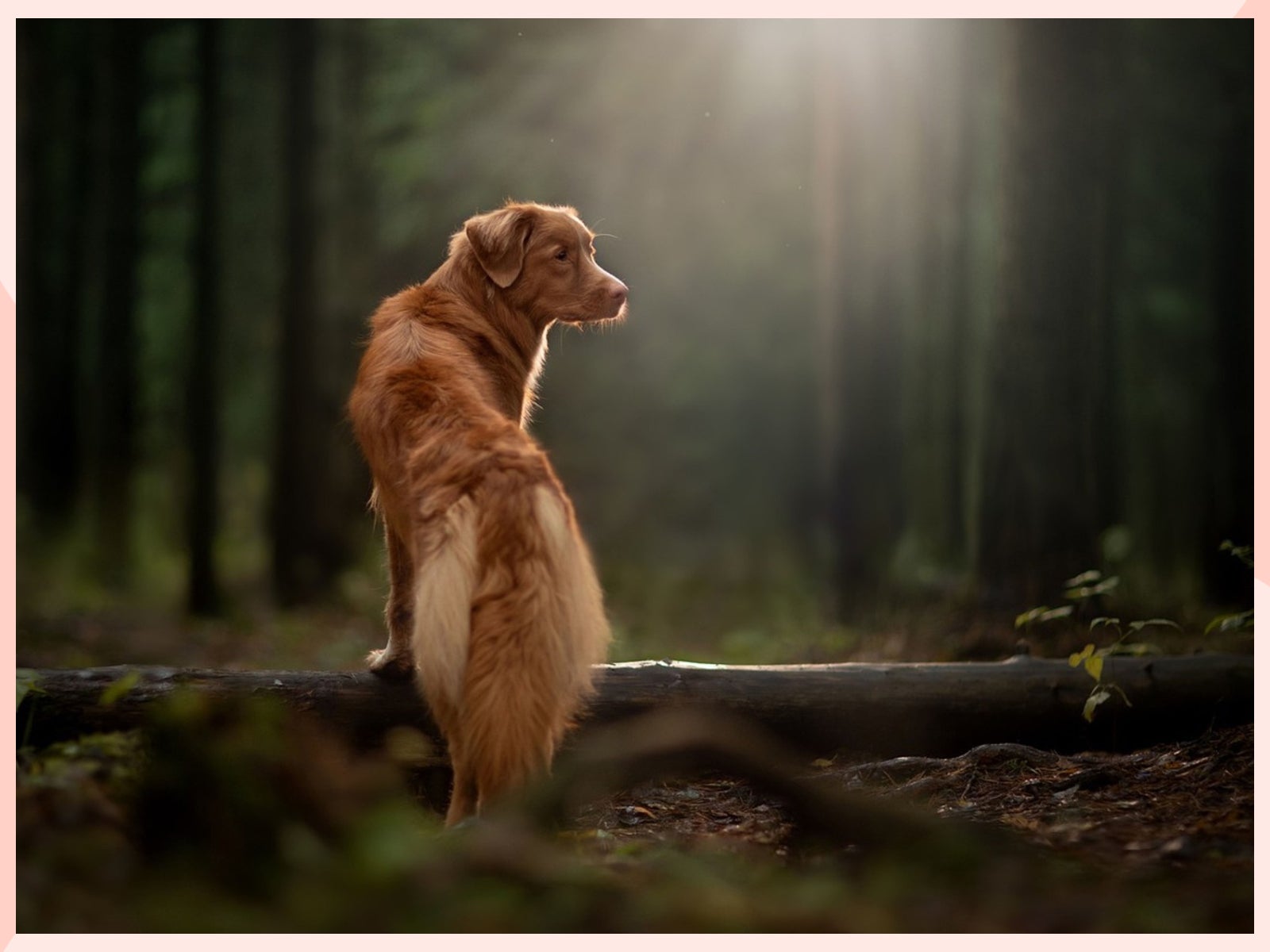Our Top 10 Pet Photography Tips | Learn BeFunky