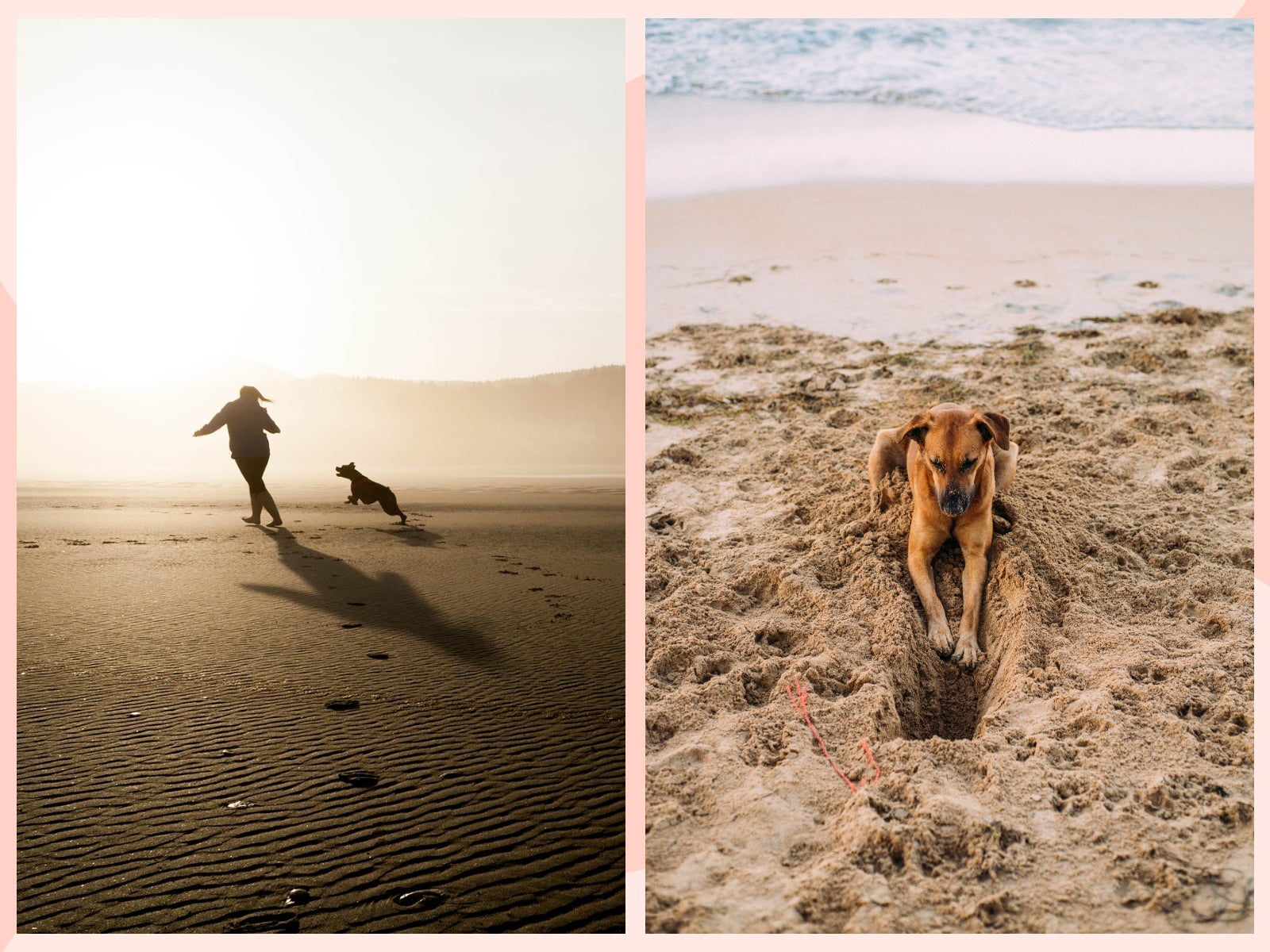 Our Top 10 Pet Photography Tips | Learn BeFunky