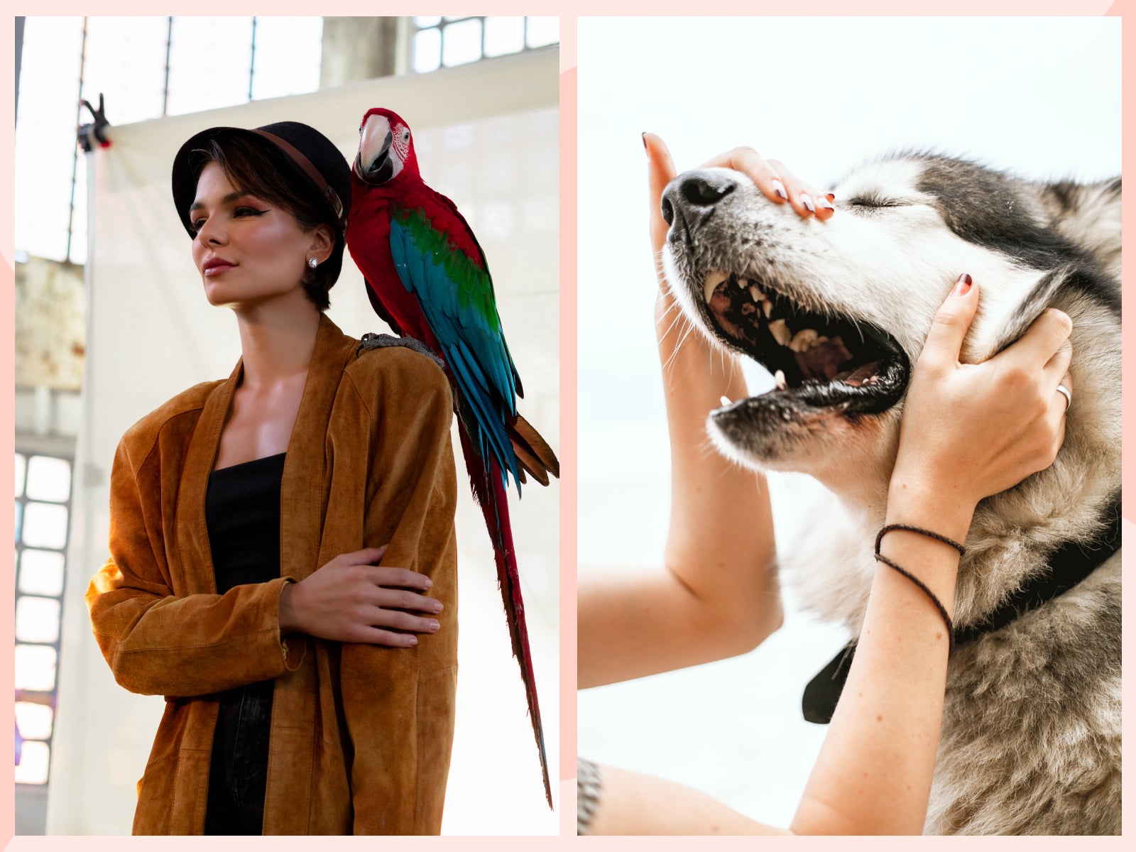 Our Top 10 Pet Photography Tips | Learn BeFunky