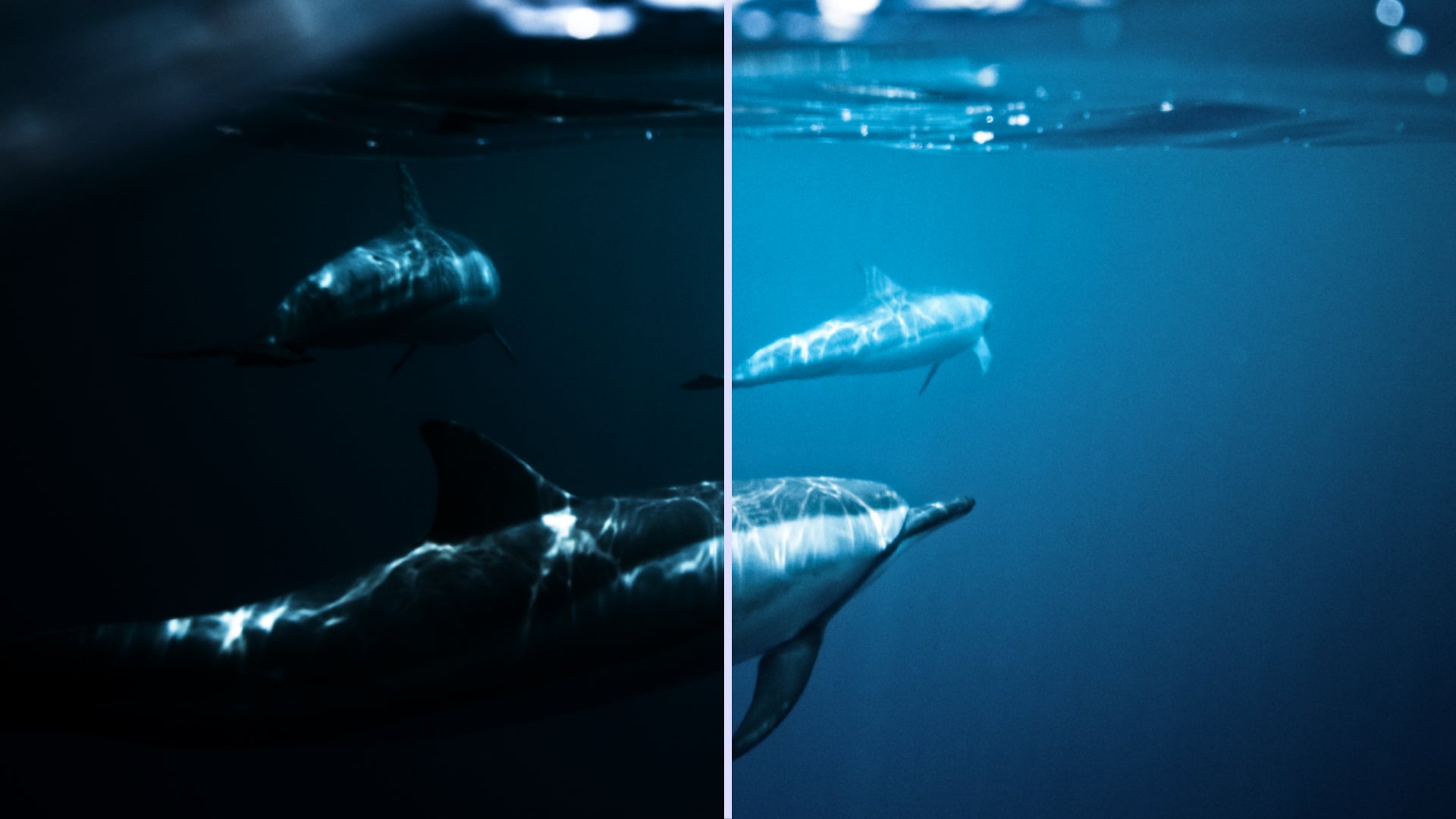 Replicate Fill Light in Photos – No Expensive Lighting Equipment ...