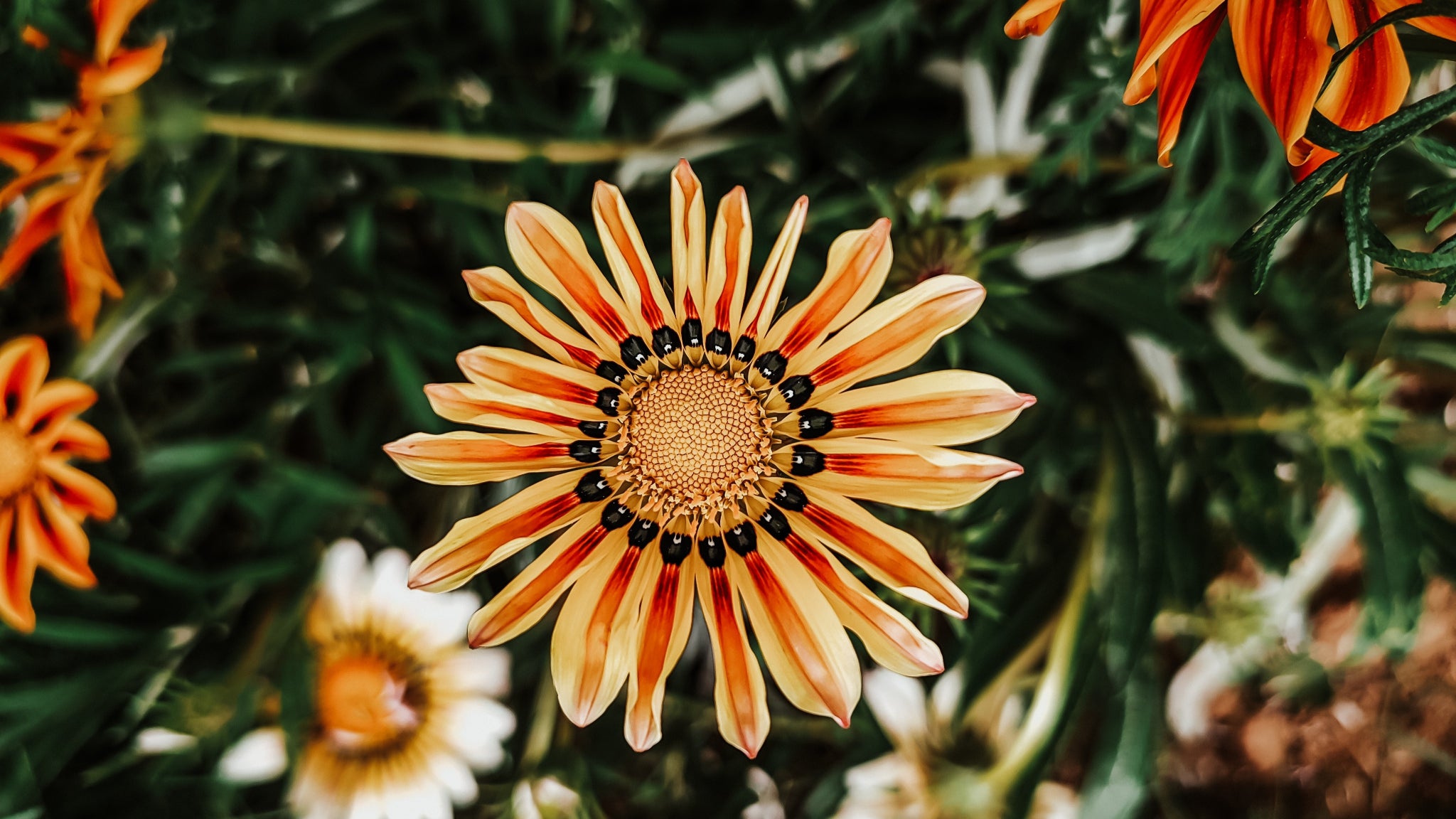 Get Inspired With These 8 Nature Photography Ideas | Learn BeFunky