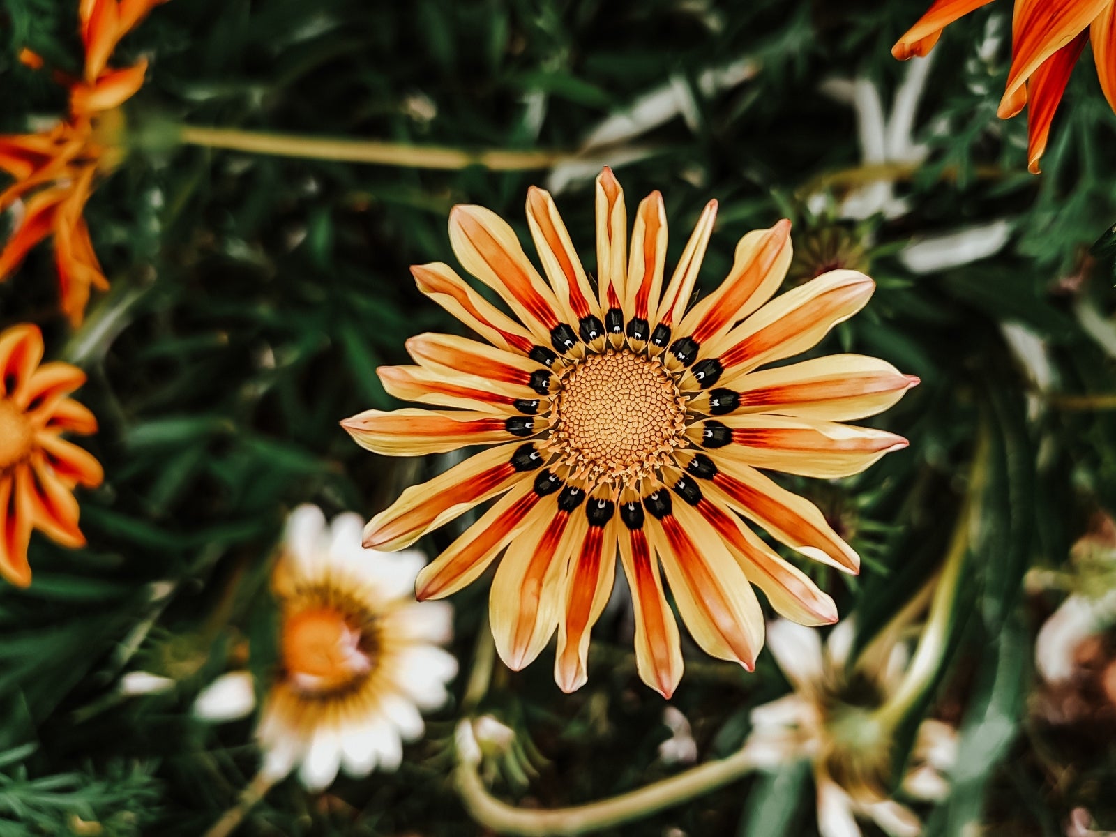 Get Inspired With These 8 Nature Photography Ideas | Learn BeFunky