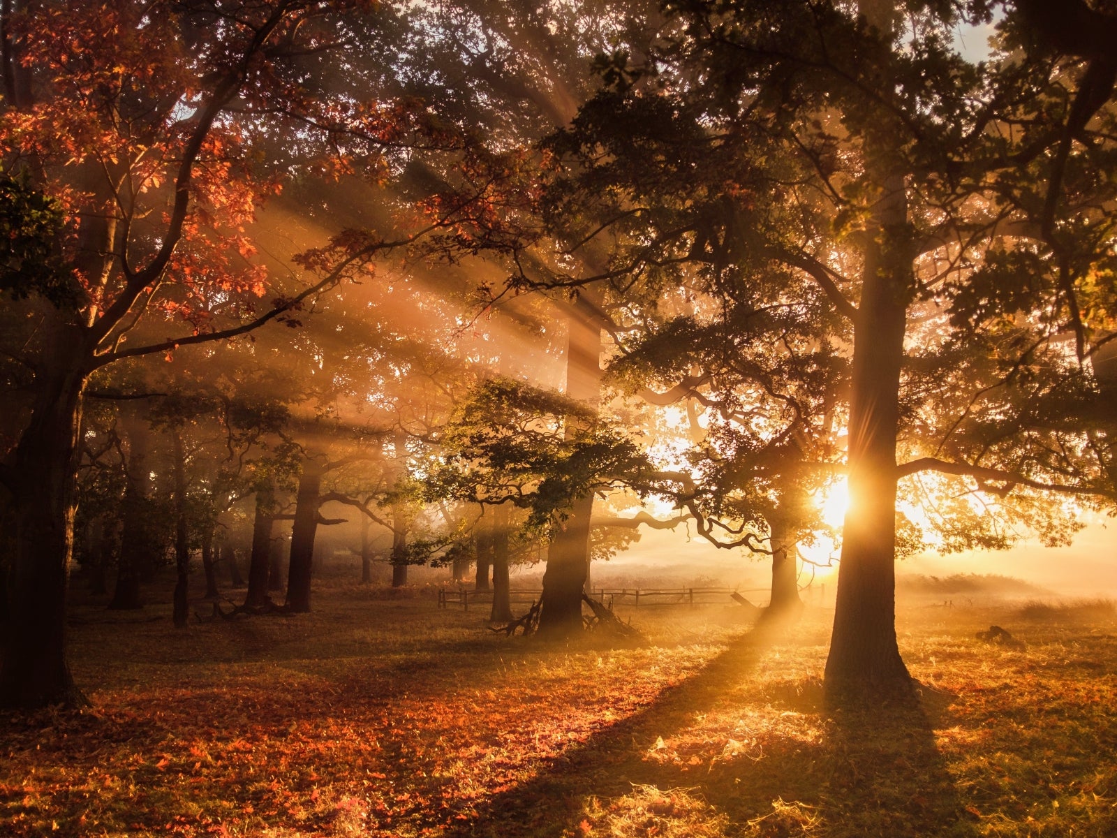 What Is a Lens Flare? Tips and Tricks for Lens Flare Photography ...