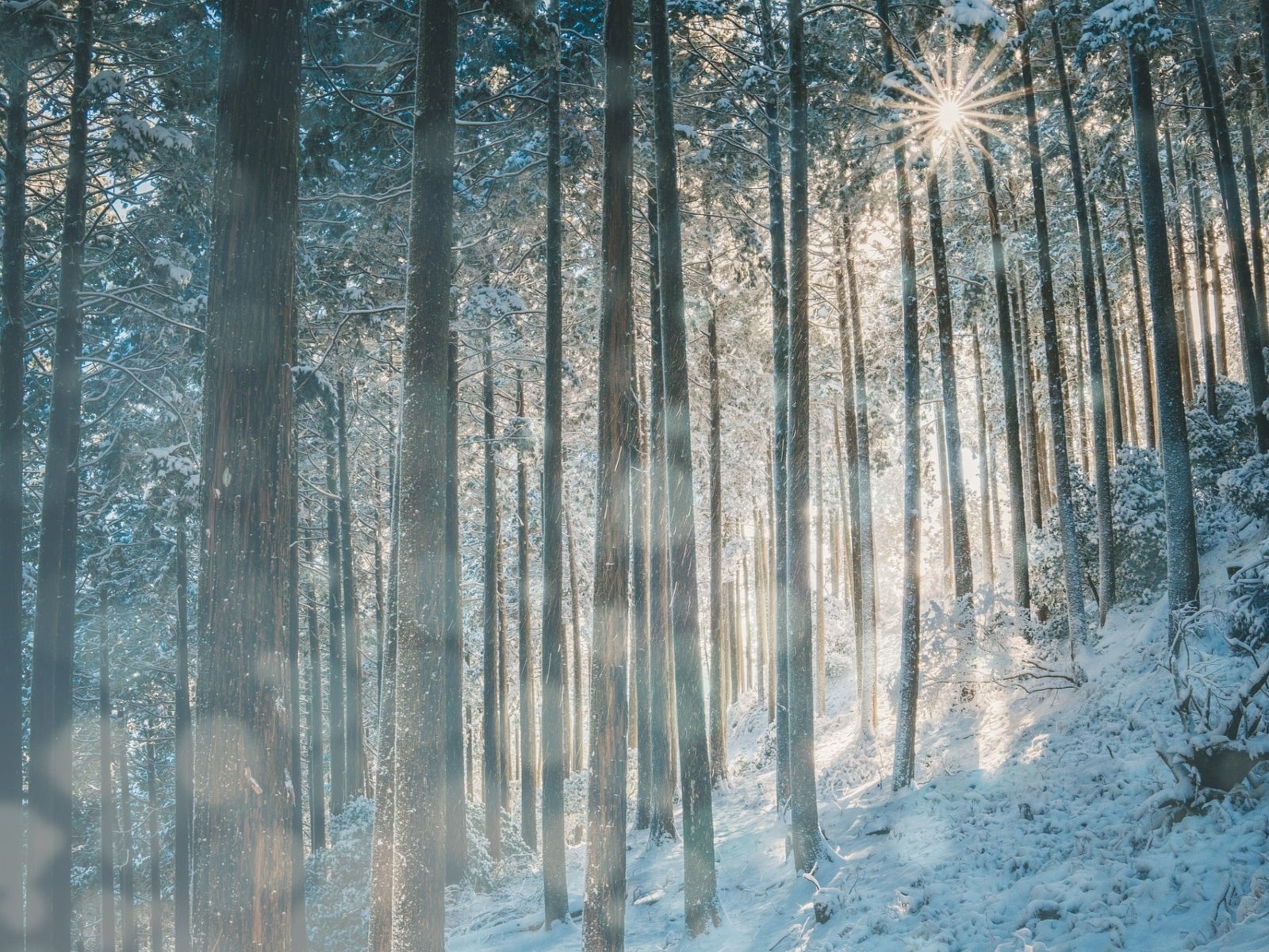 Capture the Chill: 5 Winter-Enhancing Photo Edits | Learn BeFunky