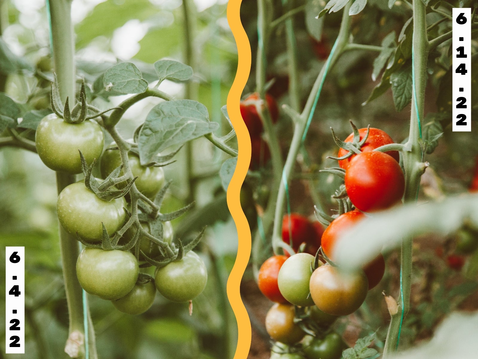 A Guide to Creating Before and Afters in the Graphic Designer | Learn ...