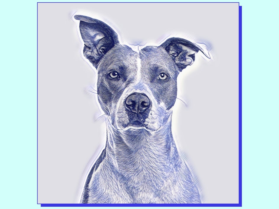 How to Turn a Portrait of My Dog Into a Drawing | Learn BeFunky